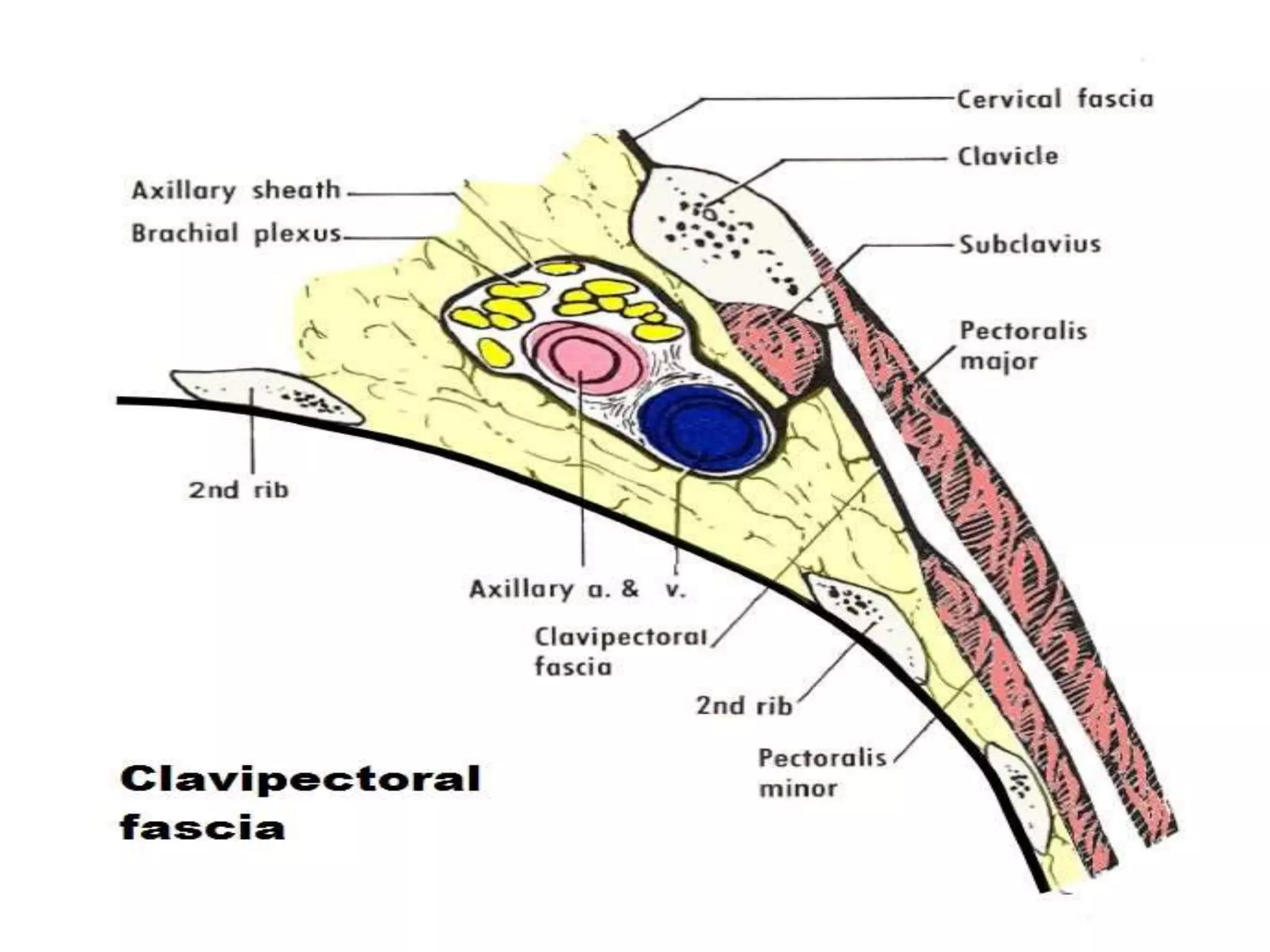 pectoral_region-.ppt