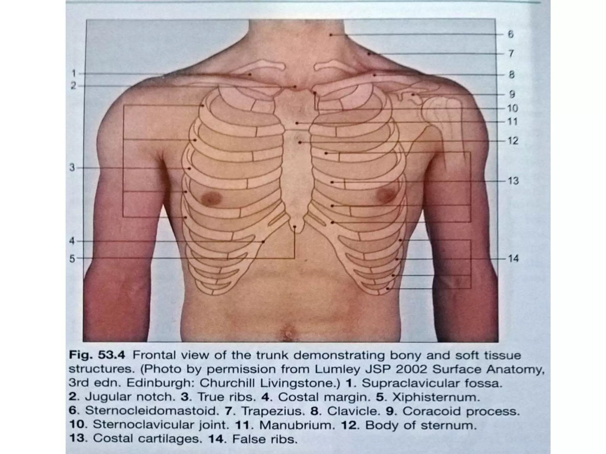 pectoral_region-.ppt
