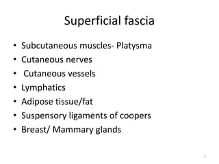 pectoral_region-.ppt