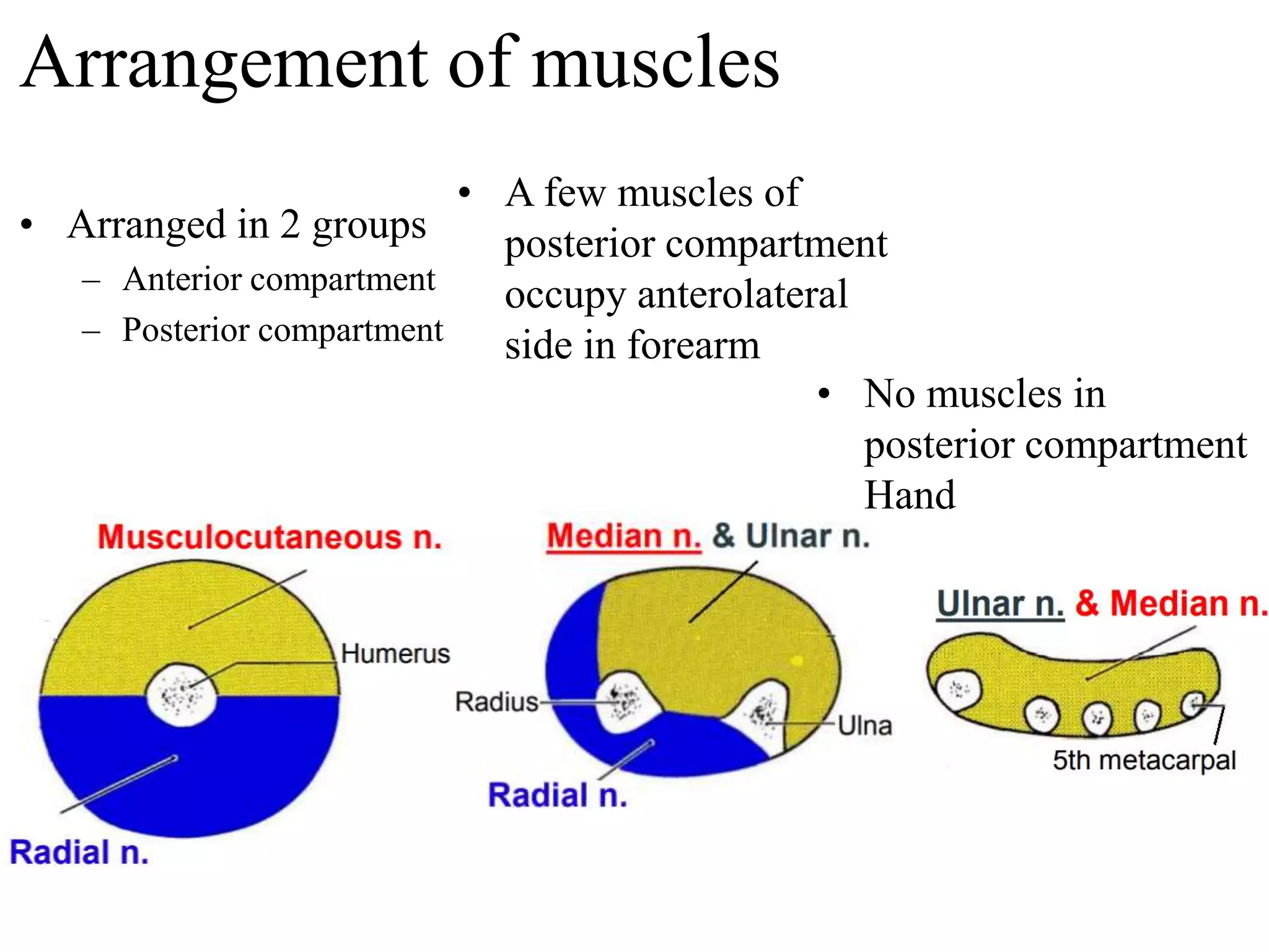 Pectoral region.ppt