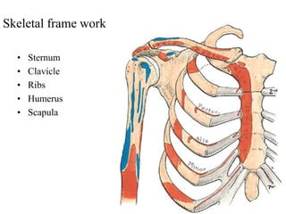 Pectoral region.ppt