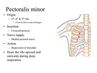 Pectoral region.ppt