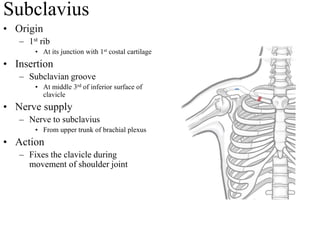 Pectoral region.ppt