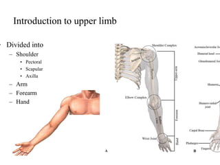 Pectoral region.ppt