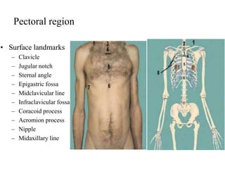 Pectoral region.ppt