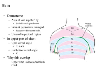 Pectoral region.ppt
