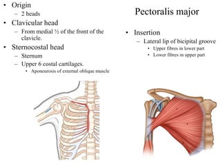 Pectoral region.ppt