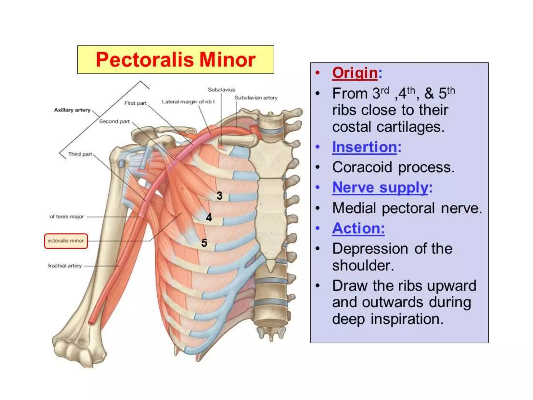 pectoral region.pptx | Death, Injury, or Military Conflict | Sensitive ...