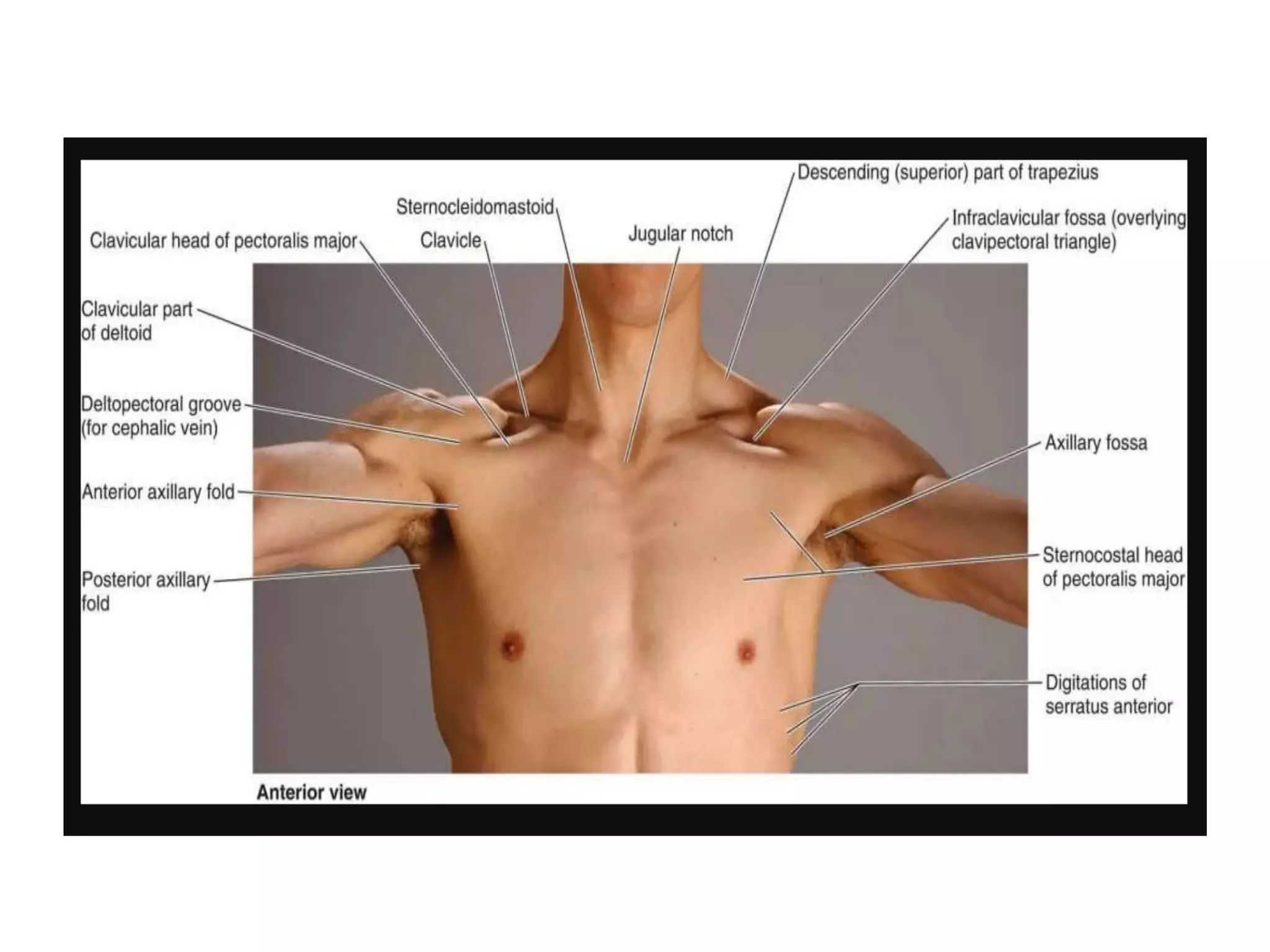 pectoral region.pptx