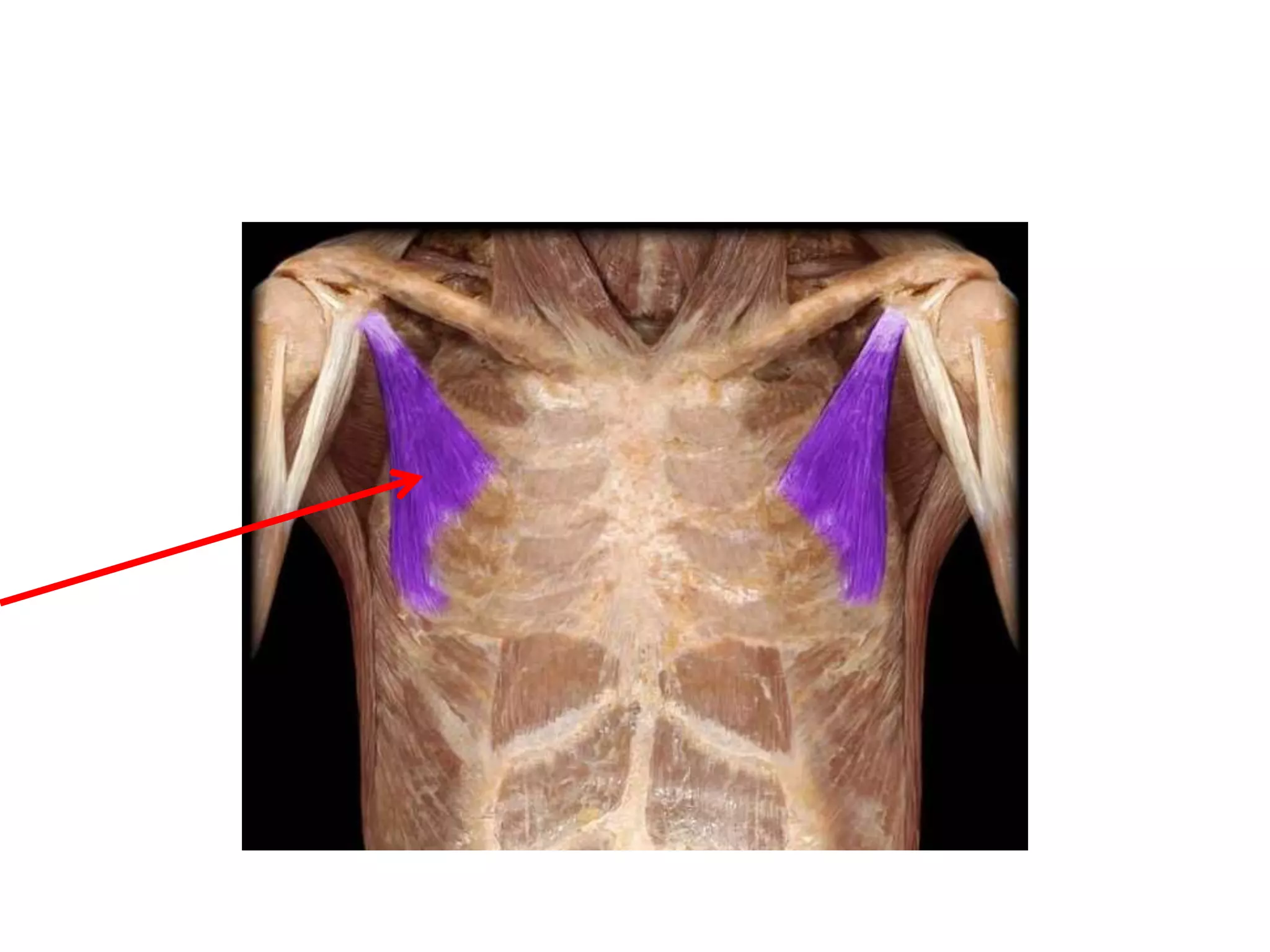 pectoral region.pptx