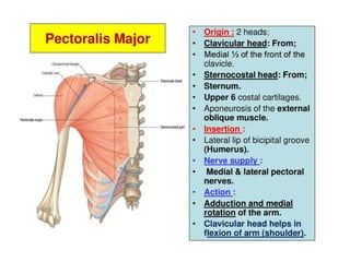 pectoral region.pptx