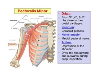 pectoral region.pptx