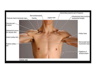 pectoral region.pptx