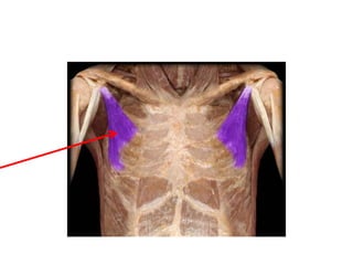 pectoral region.pptx