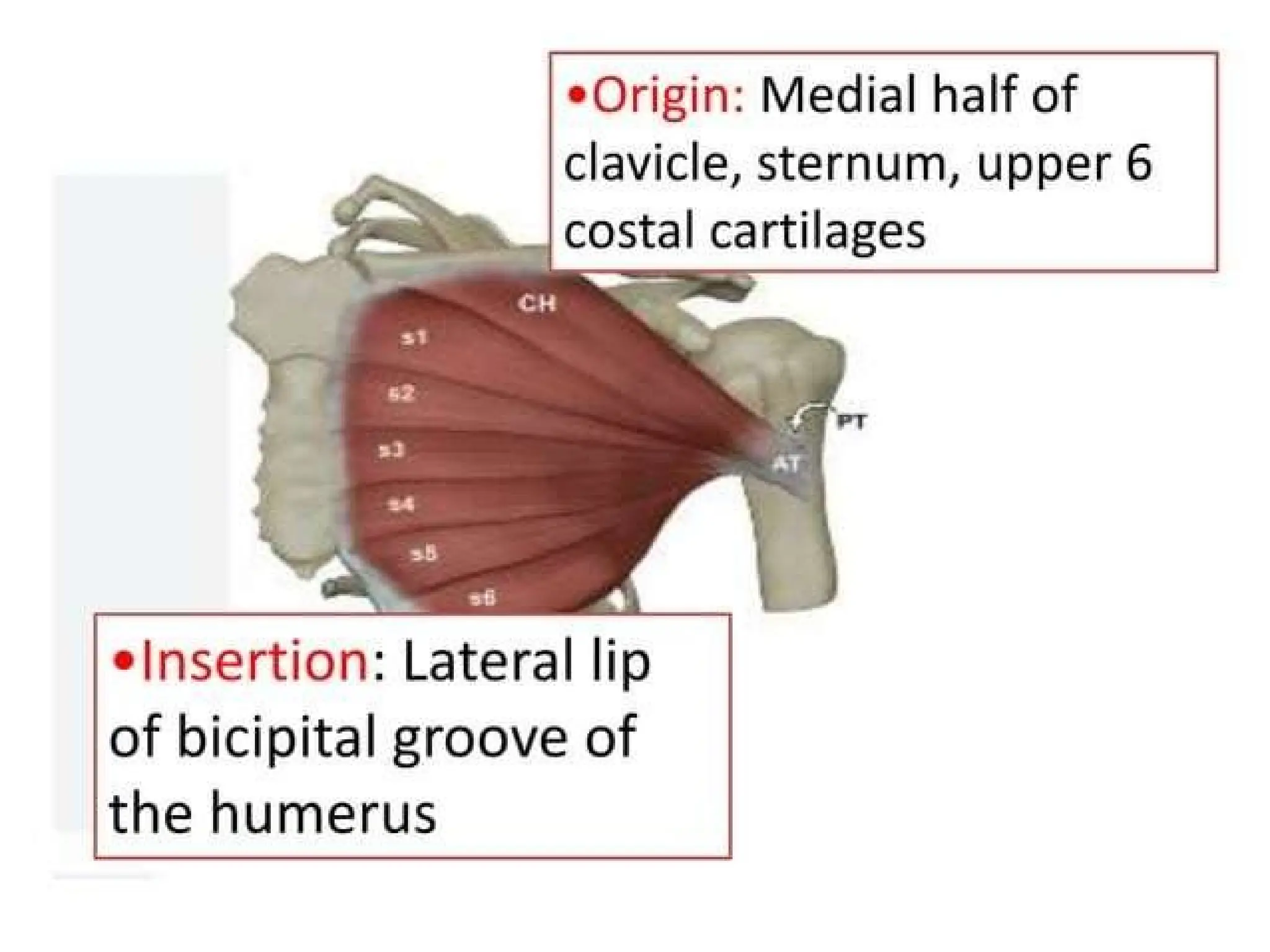 PECTORAL REGION.pptx Human anatomy,Bmls, | PPTX