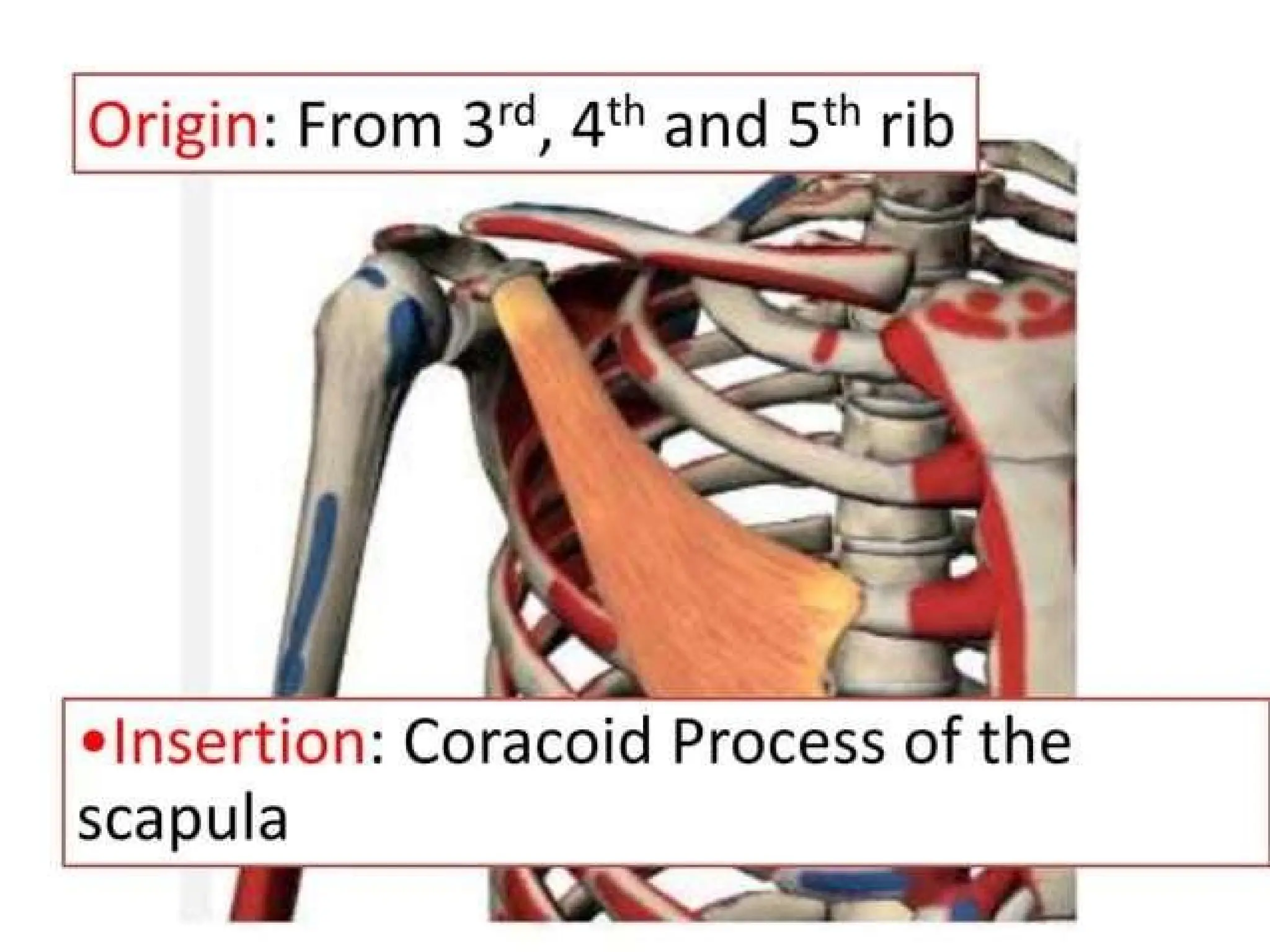 PECTORAL REGION.pptx Human anatomy,Bmls, | PPTX