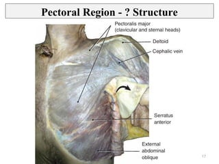 Pectoral Region Upper Limb Human Anatomy.ppt