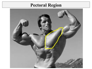 Pectoral Region Upper Limb Human Anatomy.ppt