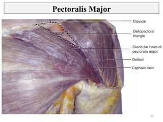 Pectoral Region Upper Limb Human Anatomy.ppt