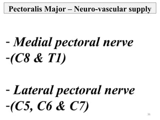 Pectoral Region Upper Limb Human Anatomy.ppt