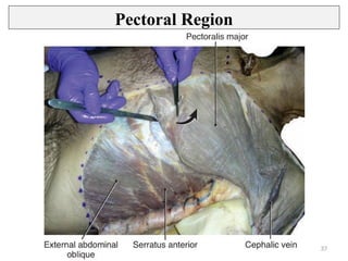 Pectoral Region Upper Limb Human Anatomy.ppt