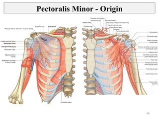 Pectoral Region Upper Limb Human Anatomy.ppt