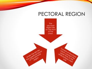 Pectoral region Anatomy UOB lecture 1.pdf