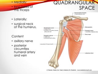 Pectoral region Anatomy UOB lecture 1.pdf