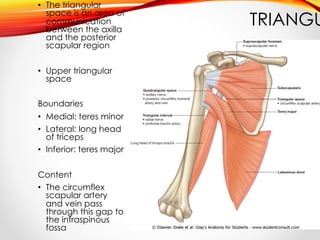 Pectoral region Anatomy UOB lecture 1.pdf