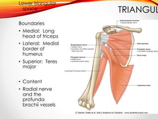 Pectoral region Anatomy UOB lecture 1.pdf