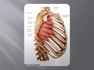 pectoral region and axilla and its type. | PPTX