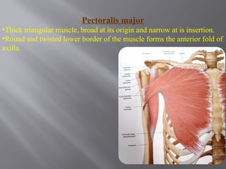 pectoral region and axilla and its type. | PPTX