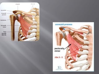 pectoral region and axilla and its type. | PPTX