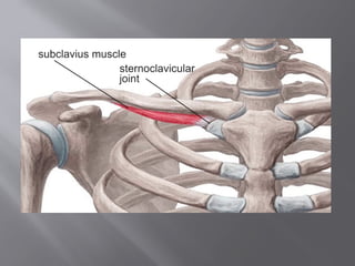 pectoral region and axilla and its type. | PPTX