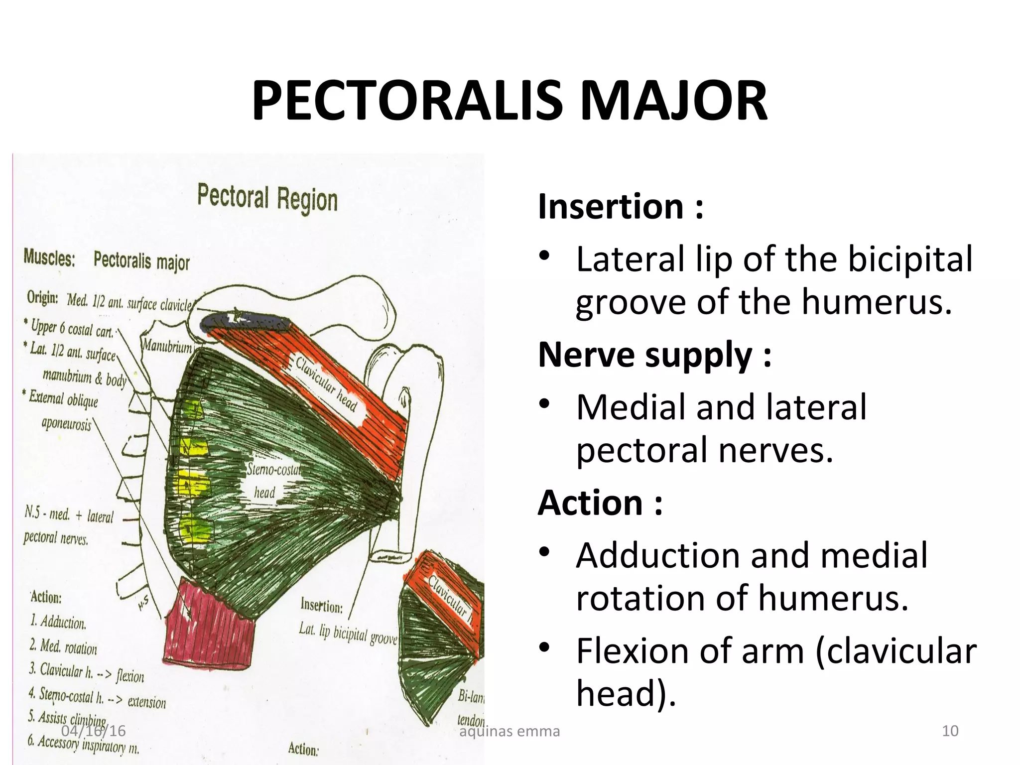Pectoral region and breast surgical anatomy | PPT