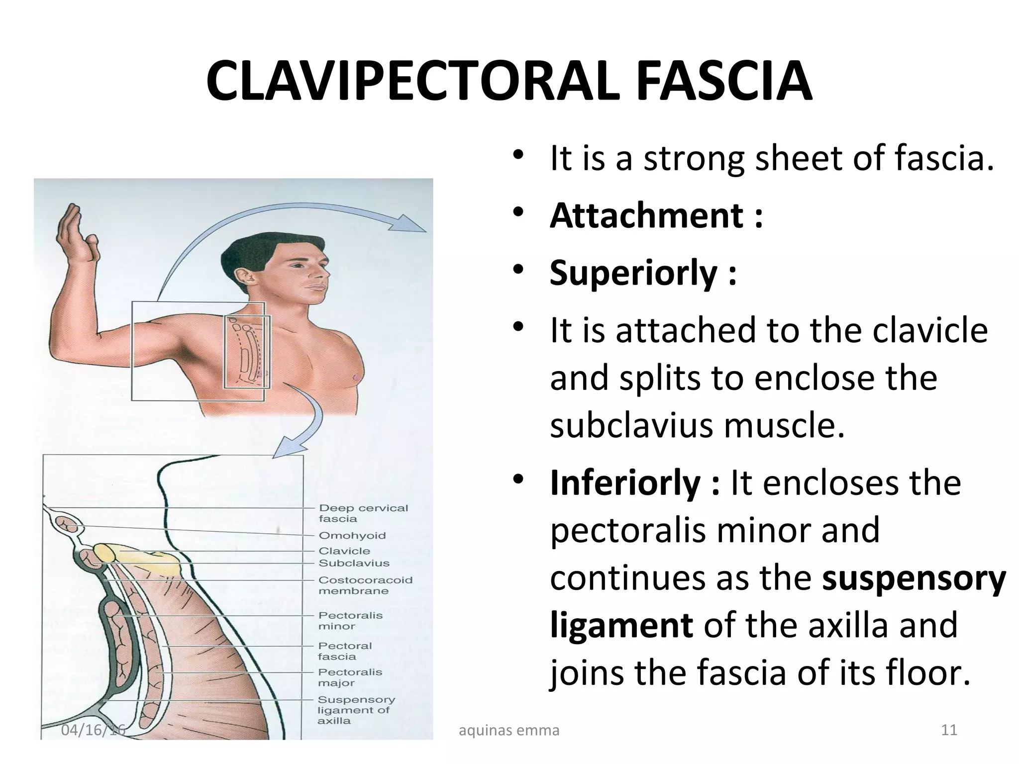 Pectoral region and breast surgical anatomy | PPT