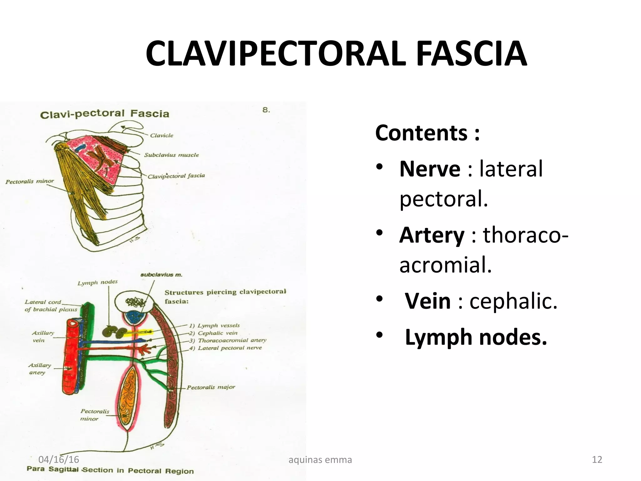 Pectoral region and breast surgical anatomy | PPT