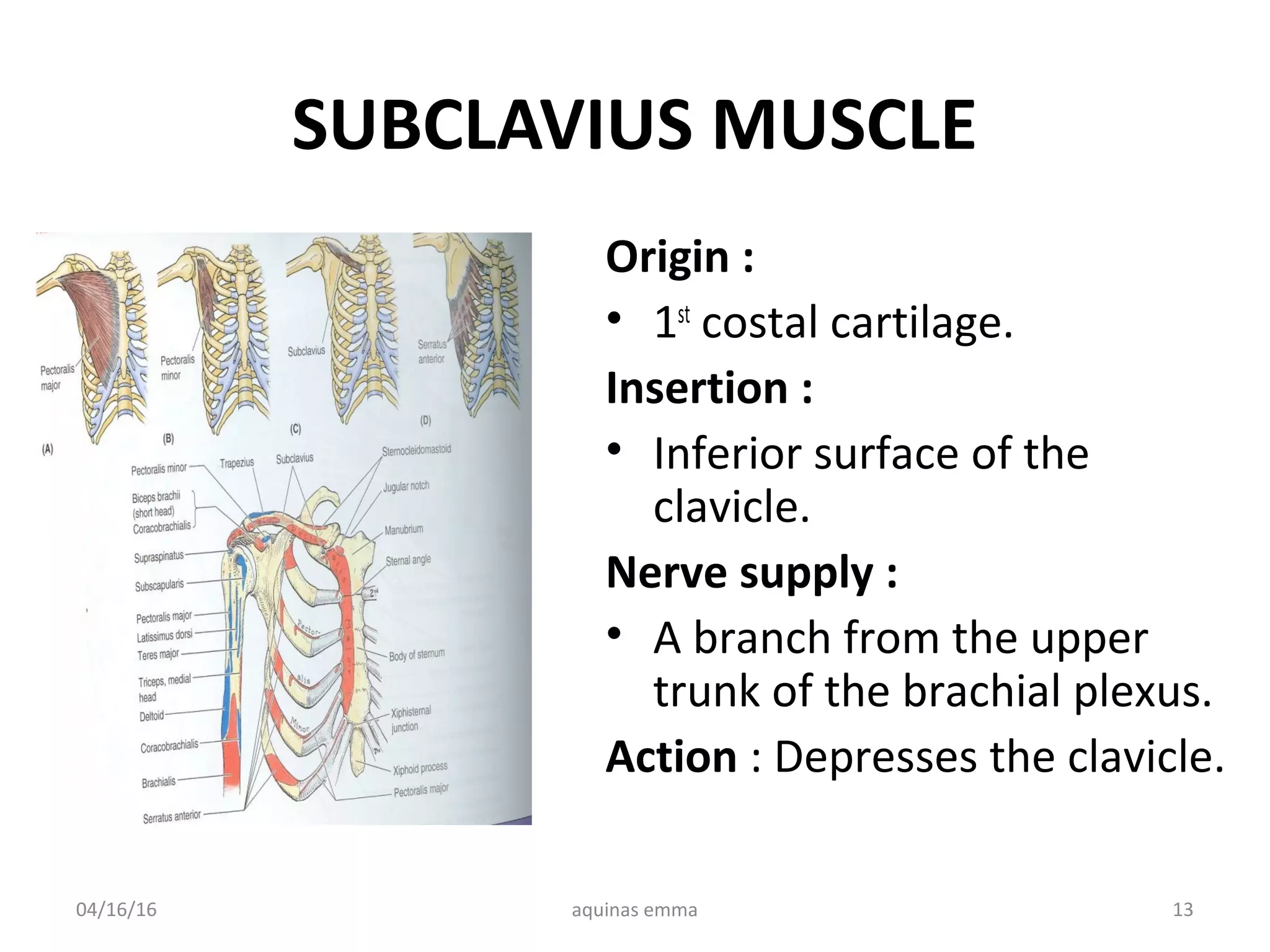 Pectoral region and breast surgical anatomy | PPT
