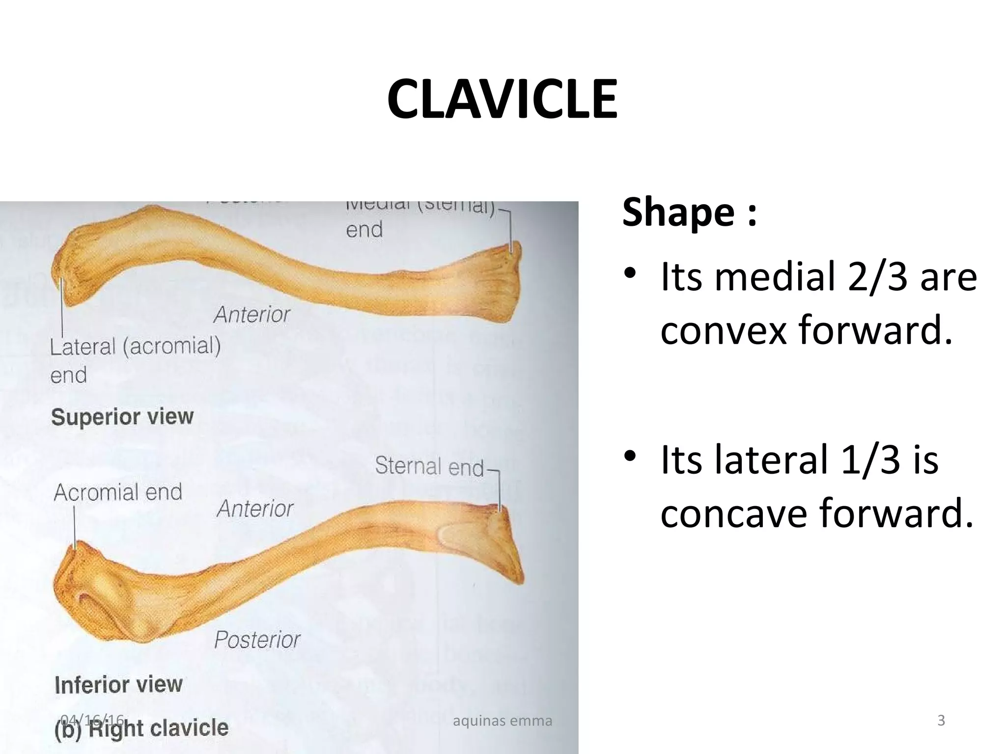Pectoral region and breast surgical anatomy | PPT