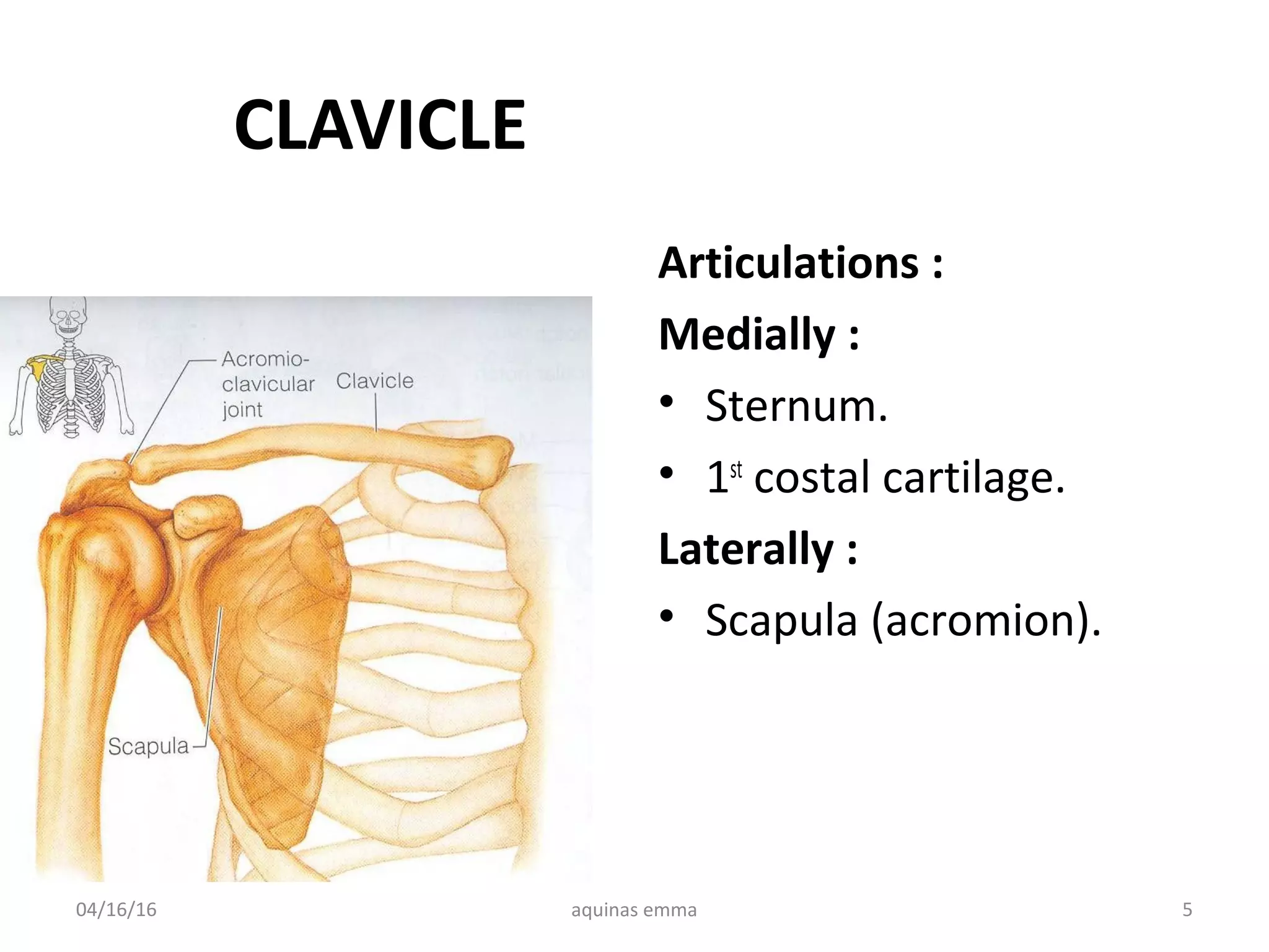 Pectoral region and breast surgical anatomy | PPT