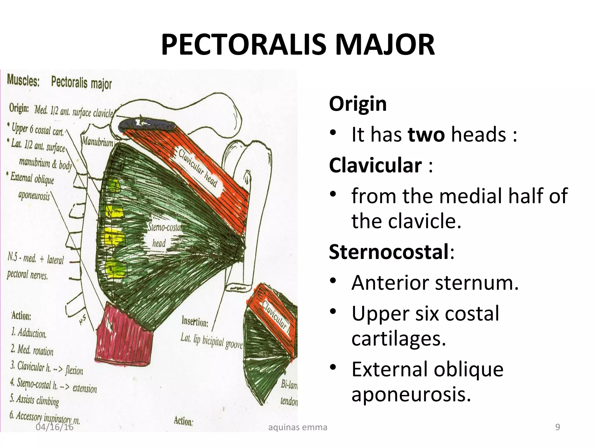 Pectoral region and breast surgical anatomy | PPT