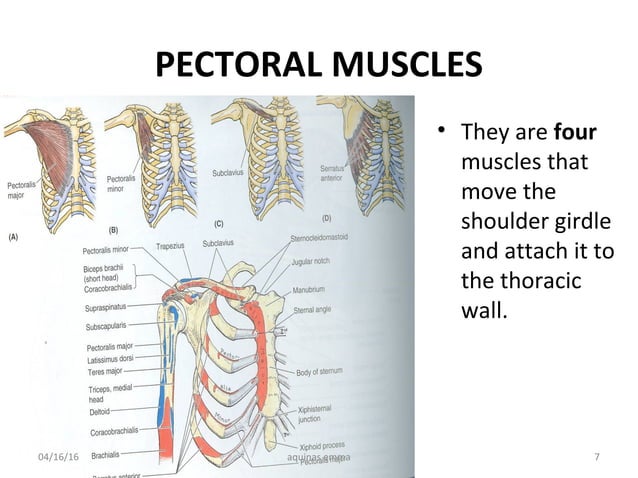 Pectoral region and breast surgical anatomy | PPT