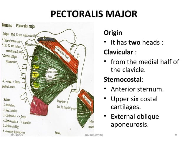 Pectoral region and breast surgical anatomy | PPT