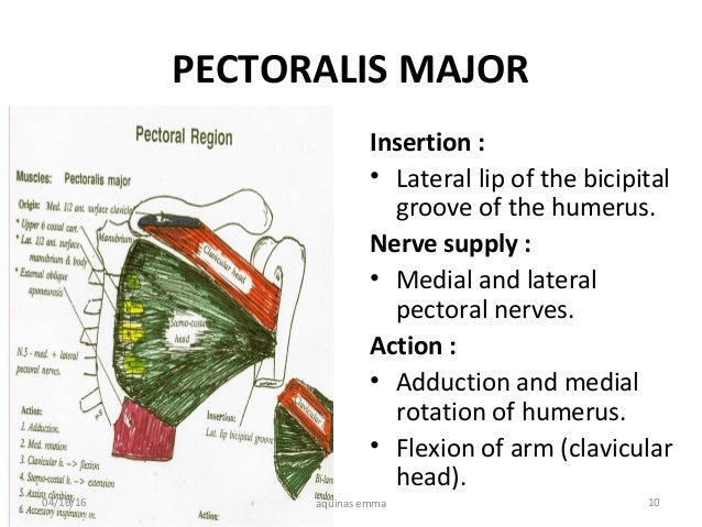 Anatomy Of The Pectoral Region Bones Of The Pectoral Girdle Page 3
