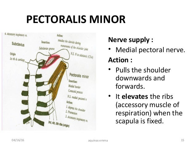 Pectoral region and breast surgical anatomy