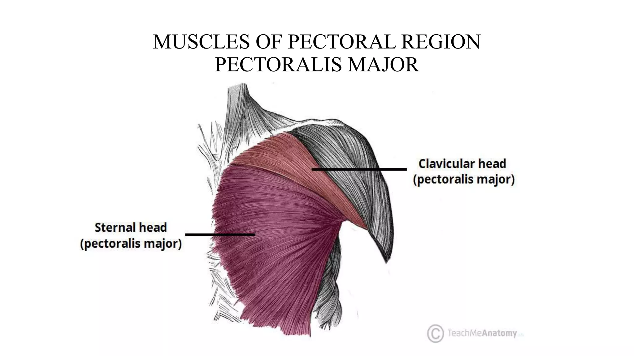 PECTORAL REGION AND MAMMARY GLAND.pptx