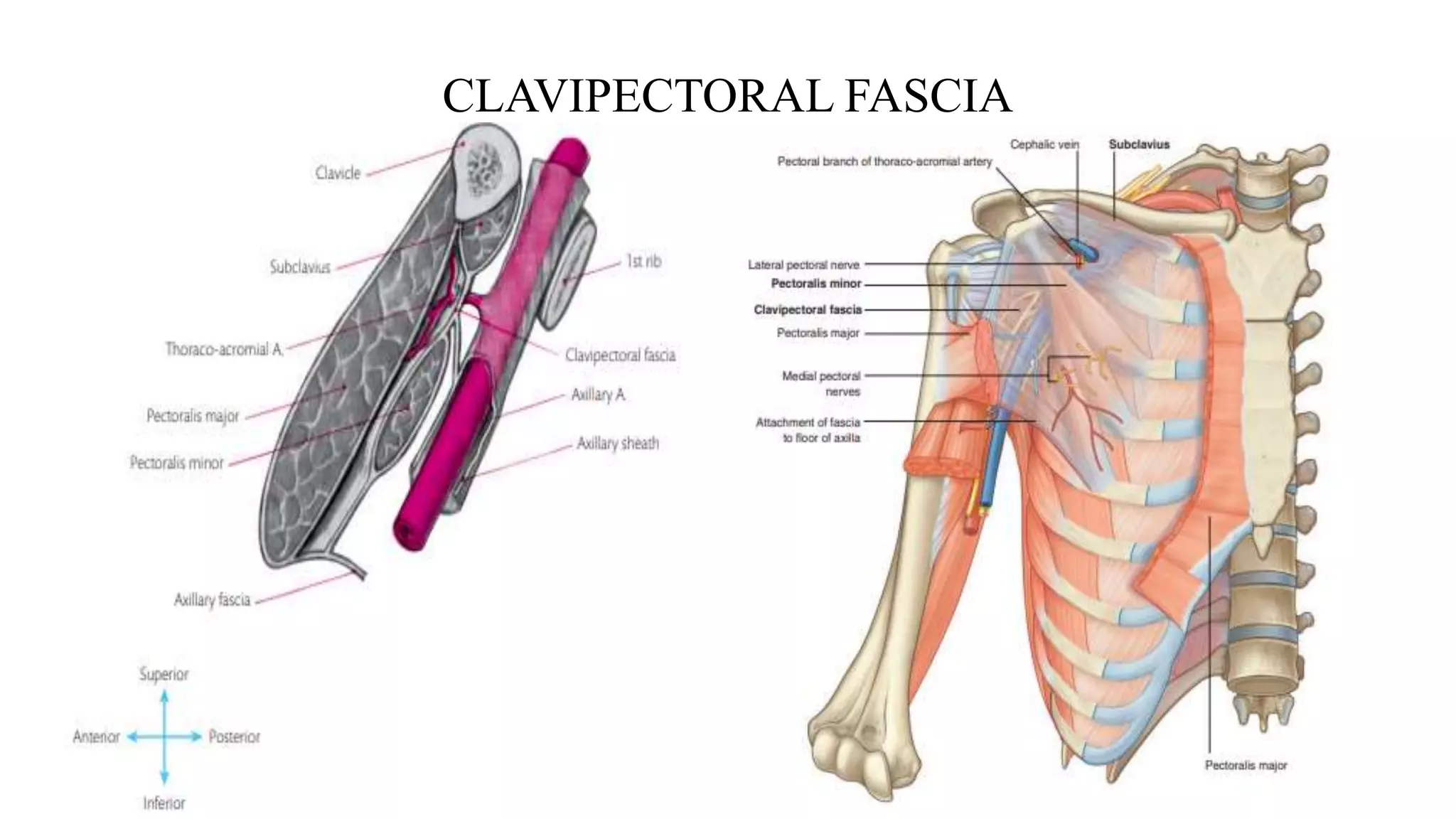 PECTORAL REGION AND MAMMARY GLAND.pptx