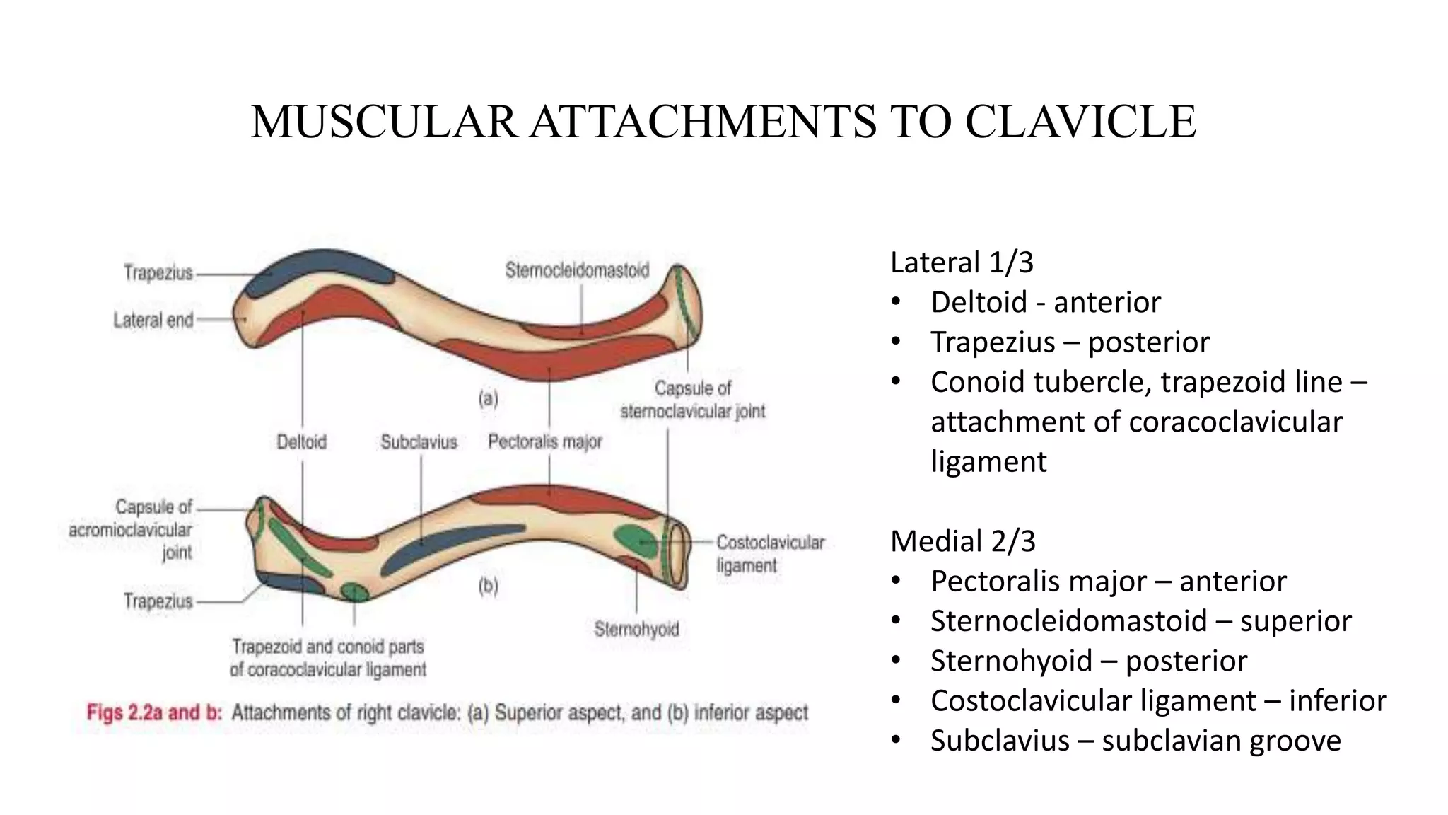 PECTORAL REGION AND MAMMARY GLAND.pptx