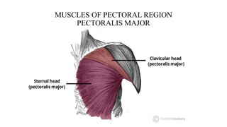 PECTORAL REGION AND MAMMARY GLAND.pptx