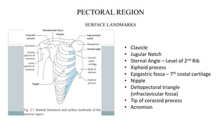 PECTORAL REGION AND MAMMARY GLAND.pptx